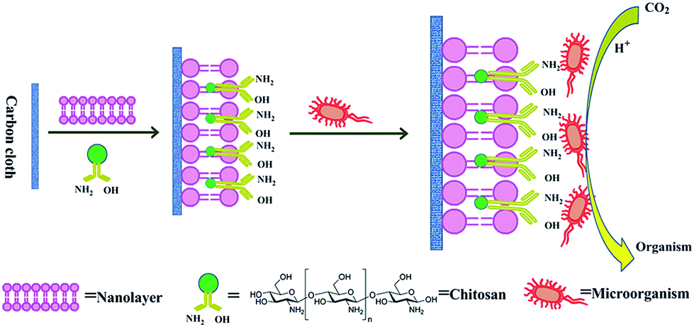 Microbial Energy | Shuo Han PhD